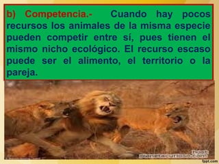Relaciones intraespecificas | PPT