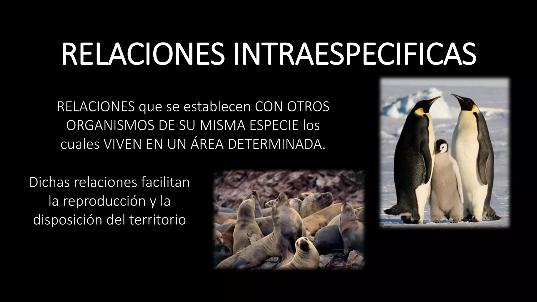Relaciones intraespecificas copia | PPTX | Biological Sciences | Science