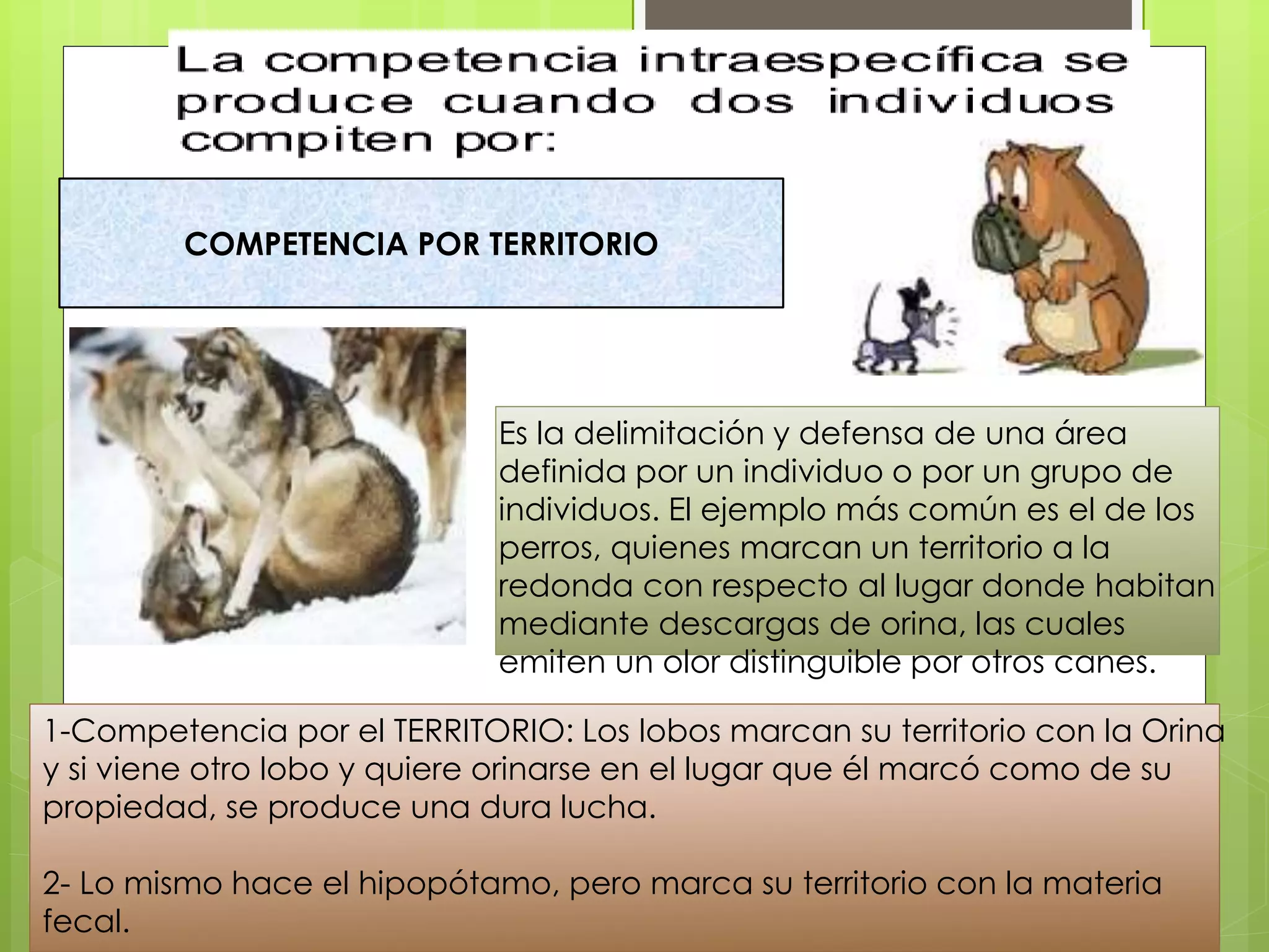 Relaciones intraespecificas de los seres vivos abigail paillacho | PPT