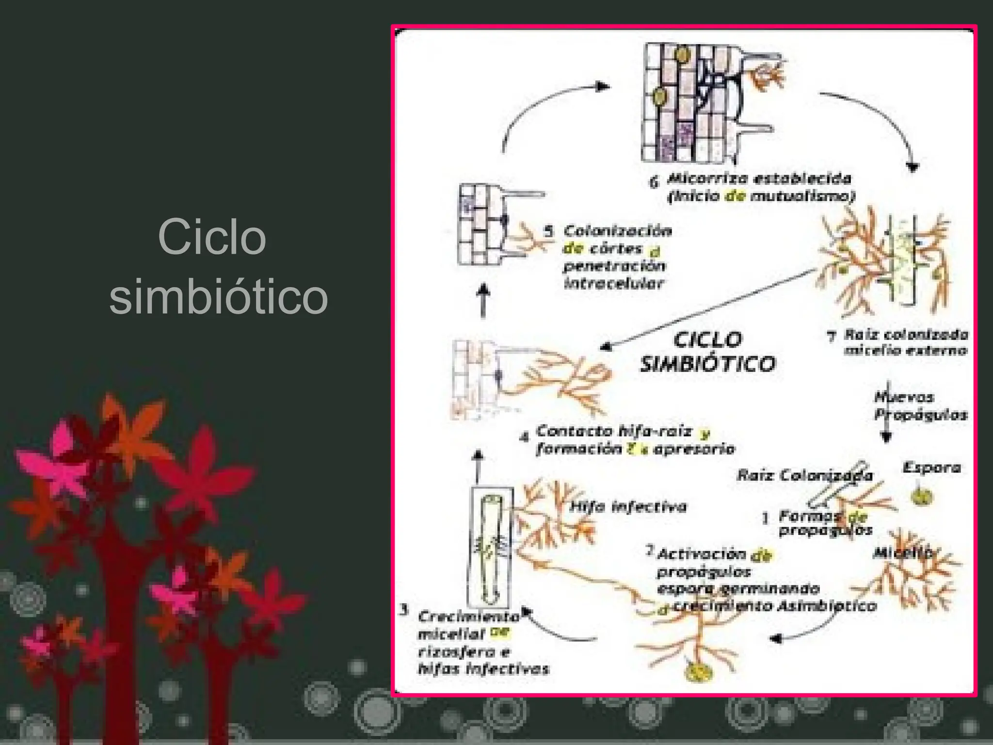 RELACION SIMBIOTICA PLANTA-MICORRIZAS.pptx
