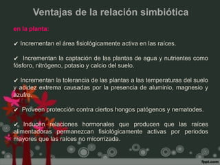 RELACION SIMBIOTICA PLANTA-MICORRIZAS.pptx