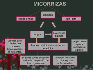 RELACION SIMBIOTICA PLANTA-MICORRIZAS.pptx