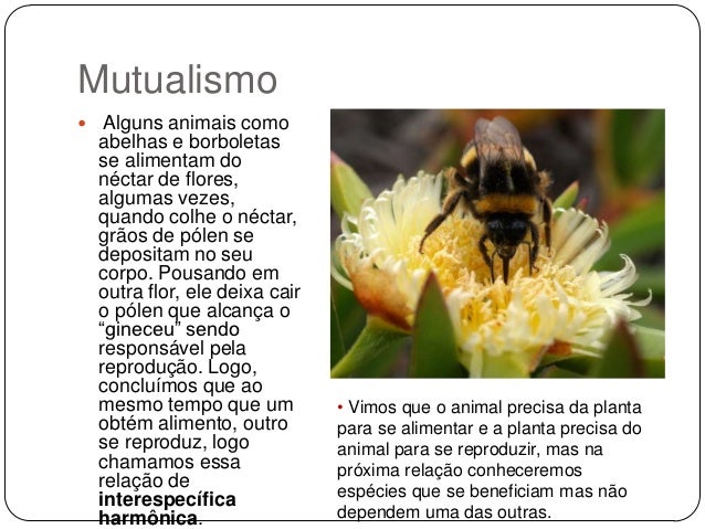 Relações ecológicas