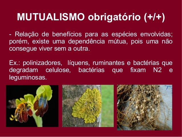 Relações ecológicas