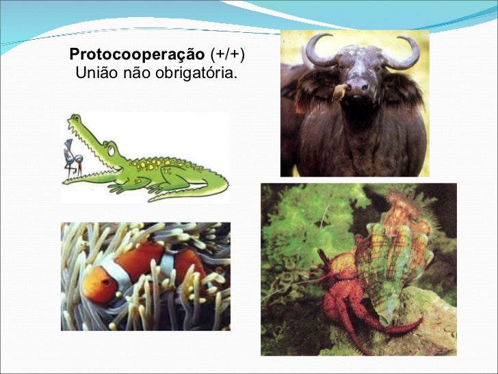 Relações ecológicas 2