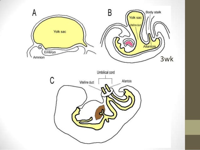 Related umbilical disorders