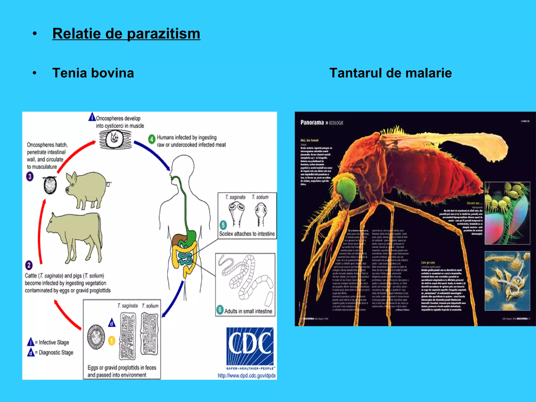 Relatii intere speciile animale | PPT