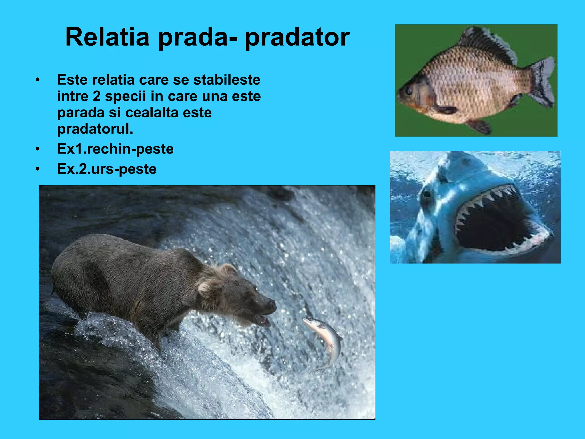 Relatii intere speciile animale | PPT