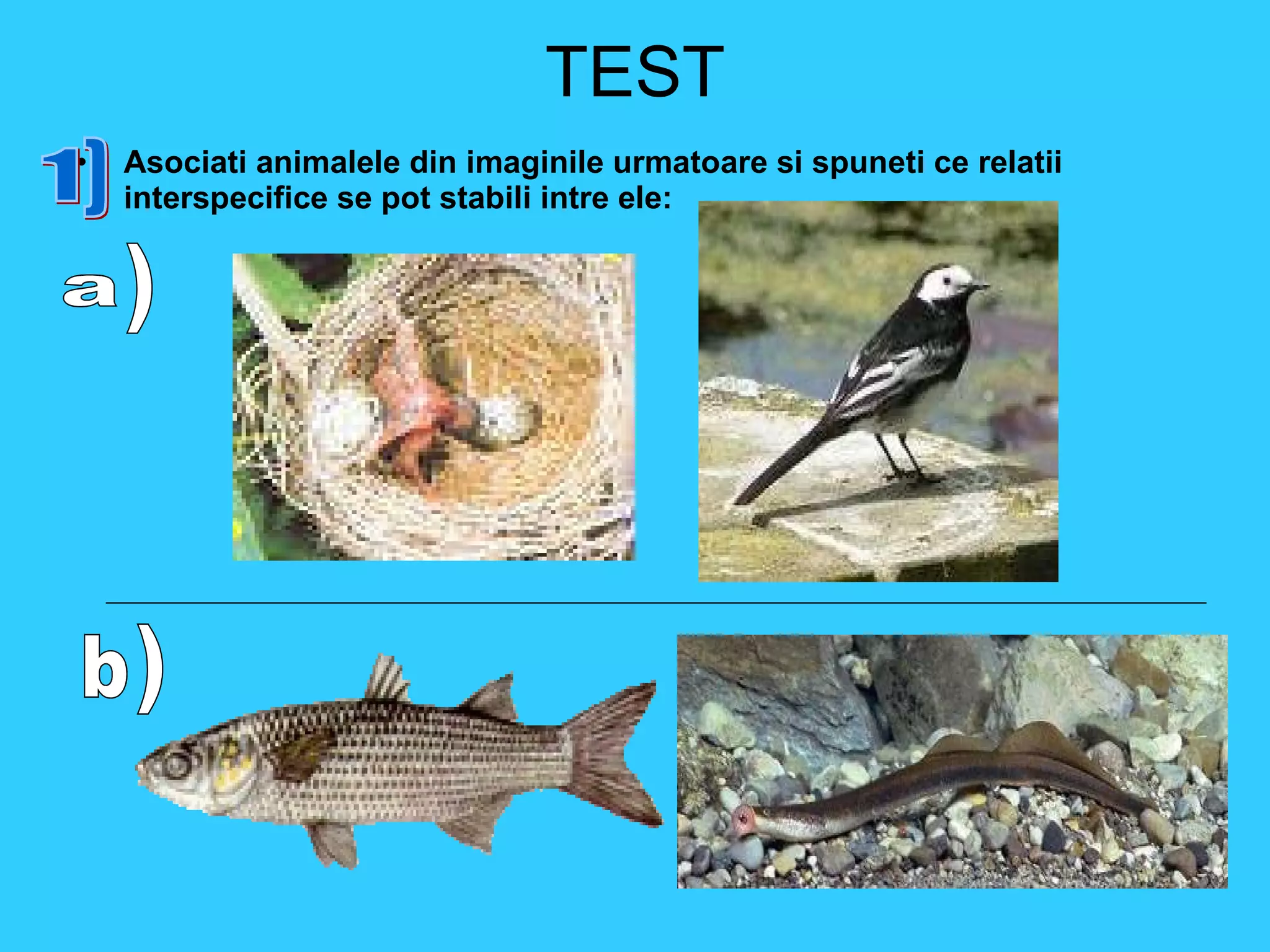 Relatii intere speciile animale | PPT