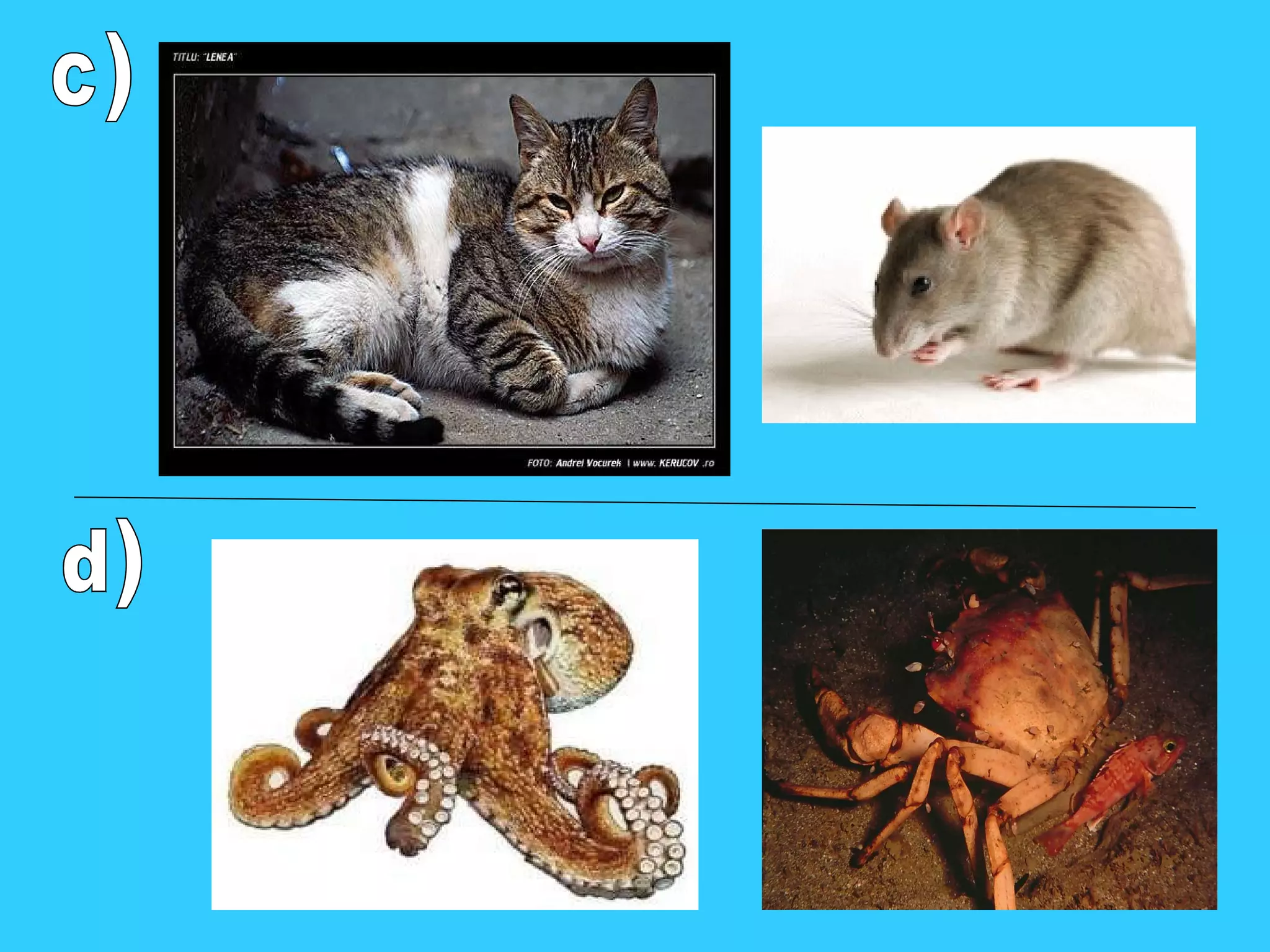 Relatii intere speciile animale | PPT