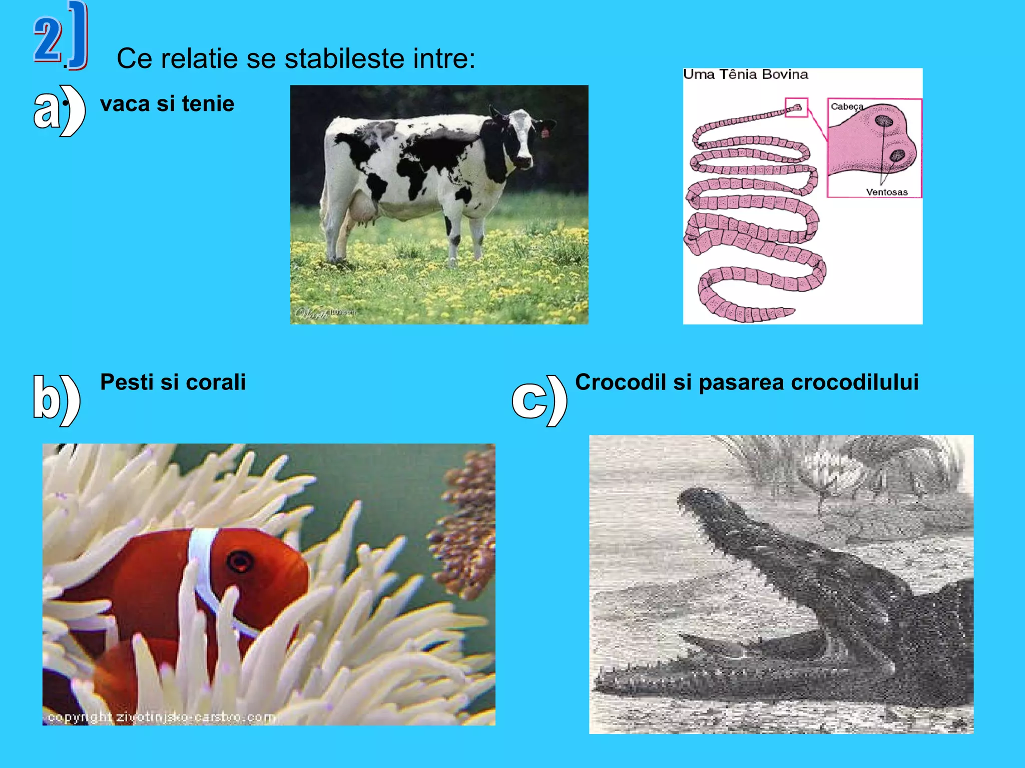 Relatii intere speciile animale | PPT