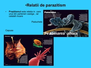 Relatii intere speciile animale | PPT