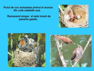 Relatii intere speciile animale | PPT