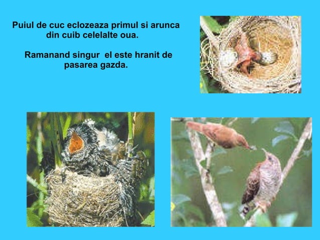 Relatii intere speciile animale | PPT