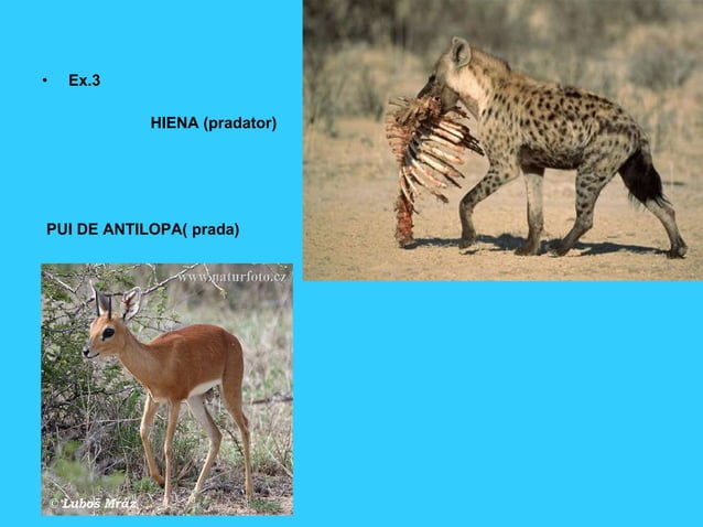 Relatii intere speciile animale | PPT