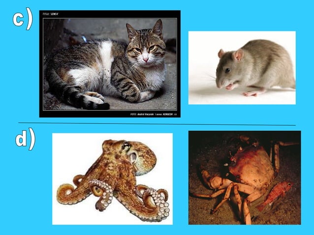 Relatii intere speciile animale | PPT