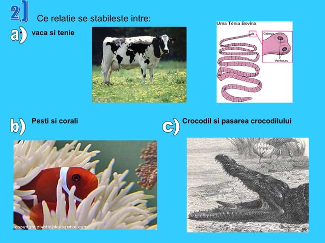 Relatii intere speciile animale | PPT