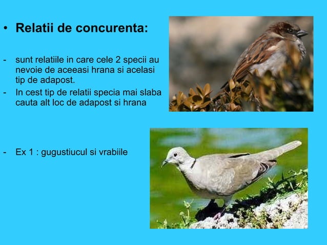 Relatii intere speciile animale | PPT