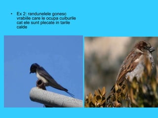 Relatii intere speciile animale | PPT