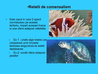 Relatii intere speciile animale | PPT