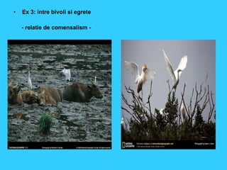 Relatii intere speciile animale | PPT