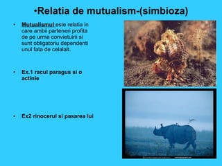 Relatii intere speciile animale | PPT