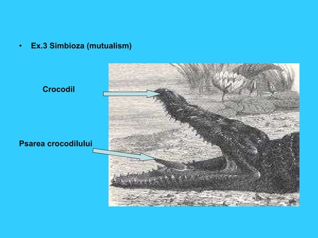 Relatii intere speciile animale | PPT