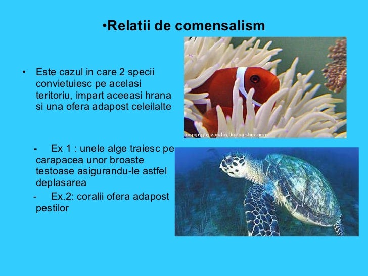 Relatii intere speciile animale
