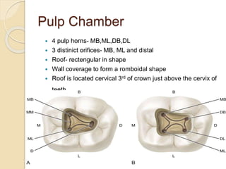Relation ofaccess cavity design to the canal orifice | PPTX