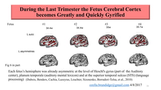Relationship between brain volume maturation and gestational age | PPT
