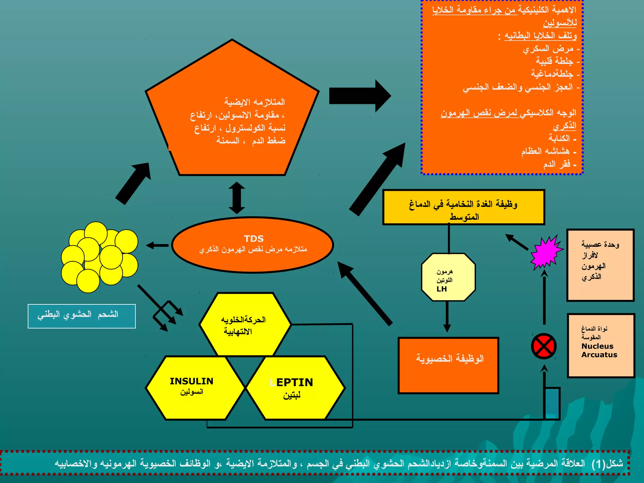 Relationship Between Obesity Testosterone Deficiency And Erectile