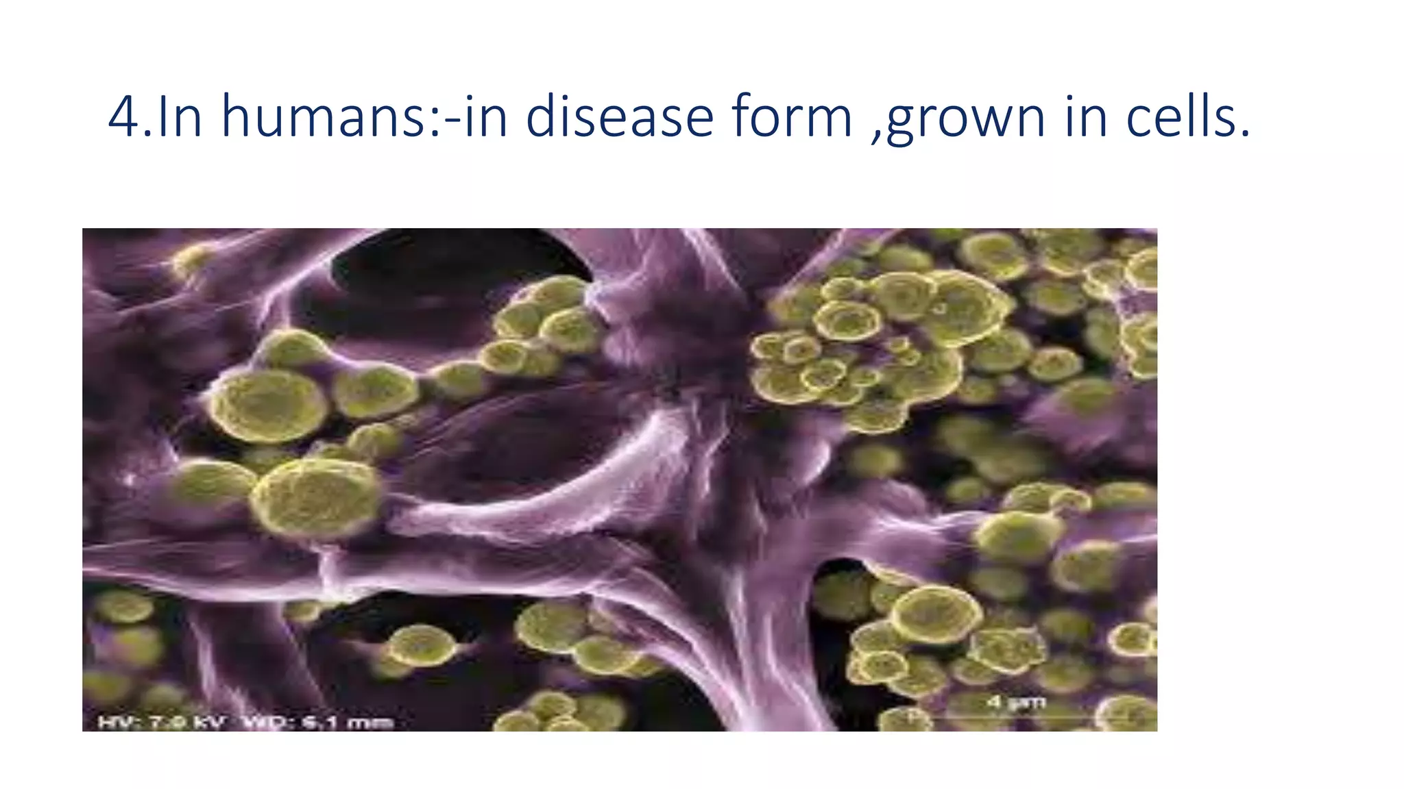 Relationship in fungi | PPTX