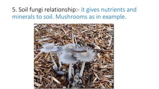Relationship in fungi | PPTX