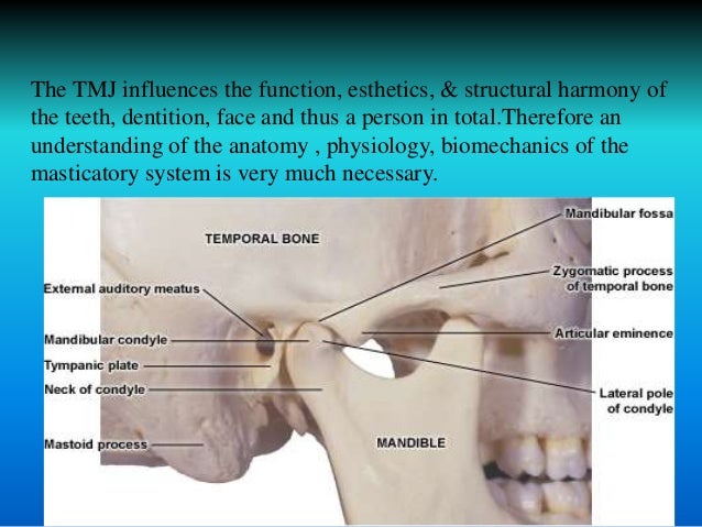 Relationship of tmj anatomy and pathology and related