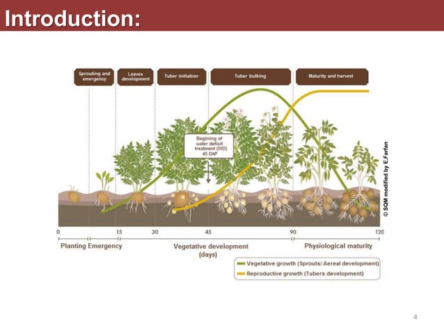 Relationship of water use efficiency, yield and drought tolerance in potato (Solanum tuberosum L ...