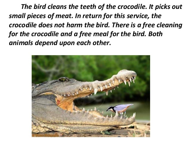 Mutualism Crocodile And Bird Drawing
