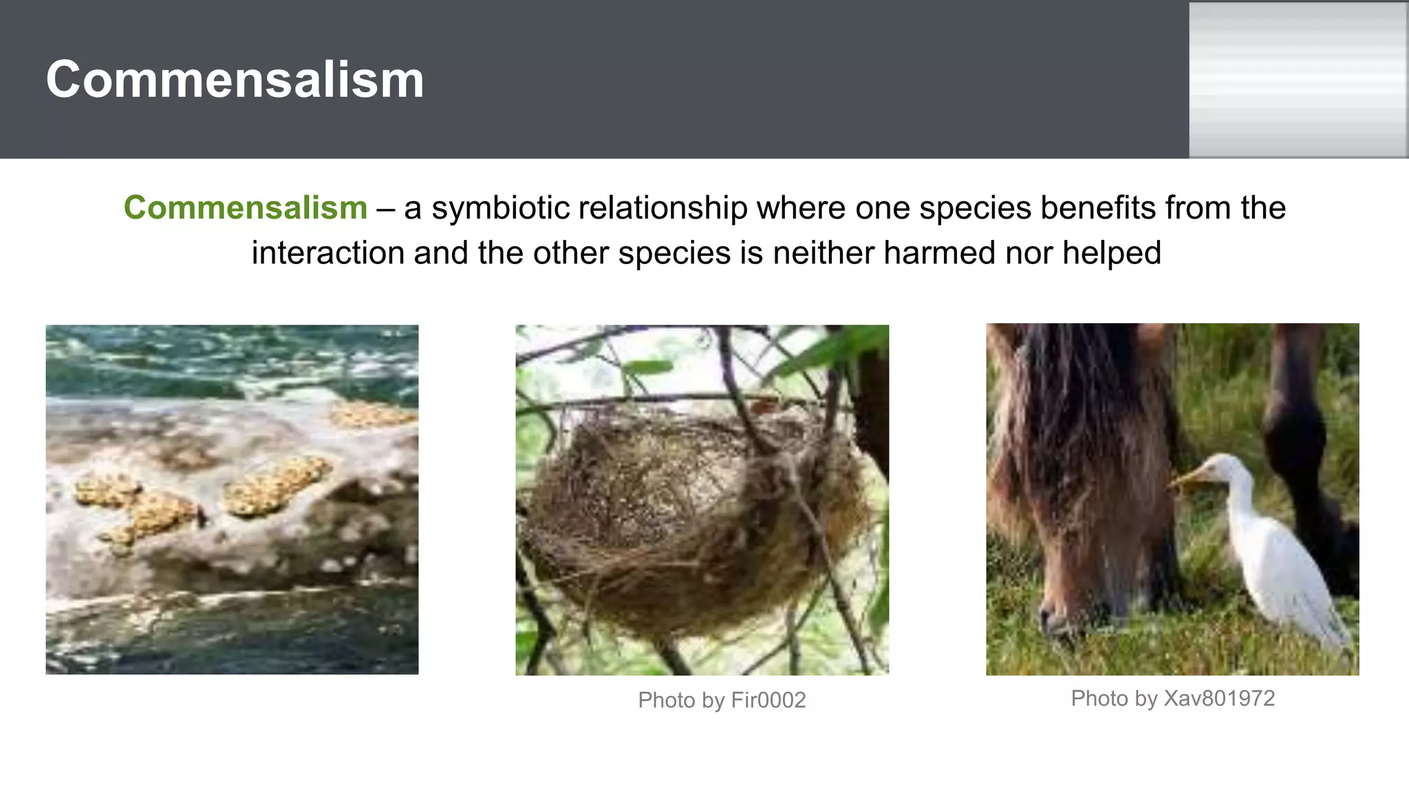 Relationships Among Organisms PPT(1).pptx