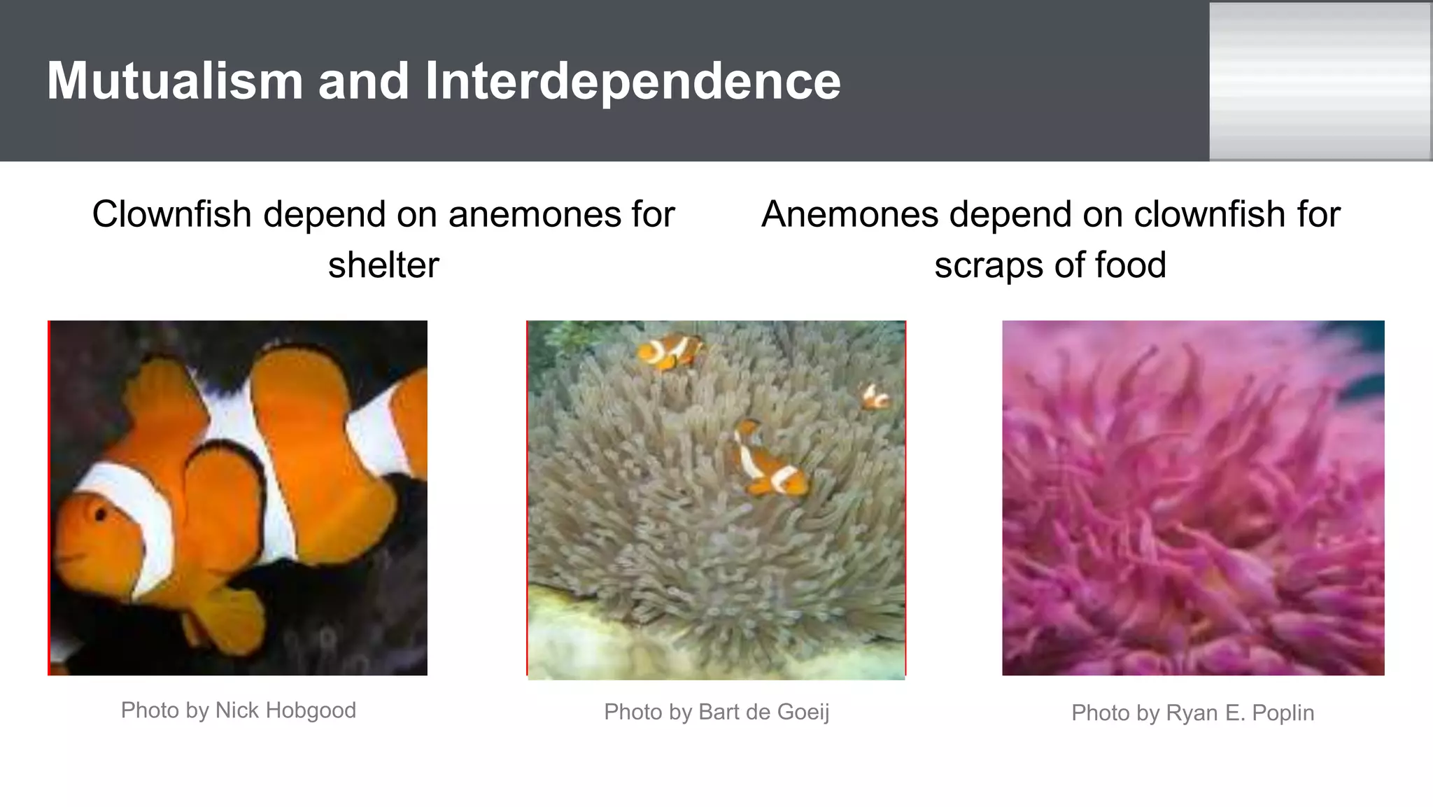 Relationships Among Organisms PPT(1).pptx