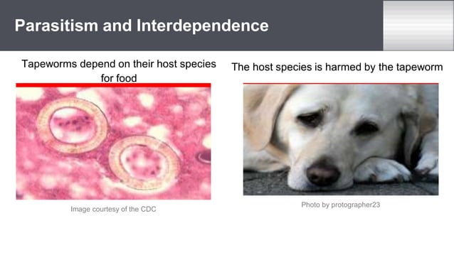 Relationships Among Organisms PPT(1).pptx