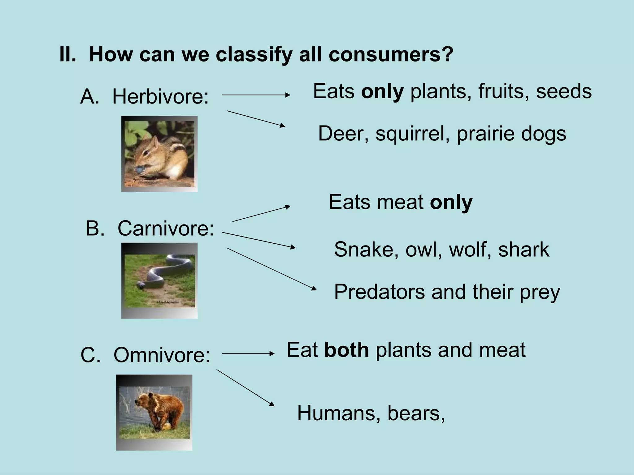 Relationships in a Food Web | PPT