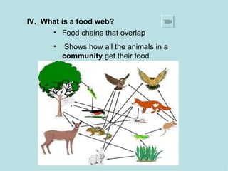 Relationships in a Food Web | PPT