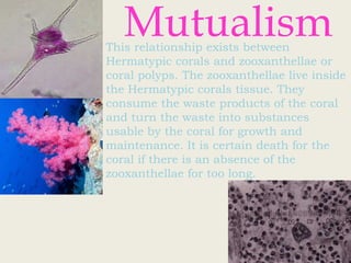 Relationships in coral reef presentation | PPTX