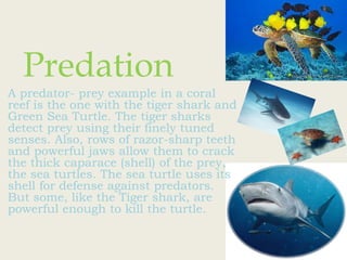 Predator Prey Relationship In Coral Reef