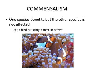 Relationships in ecology | PPTX