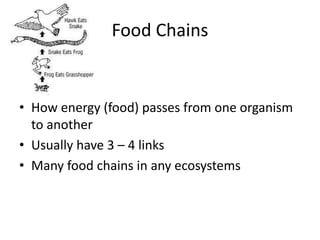 Relationships in ecology foodchains | PPTX