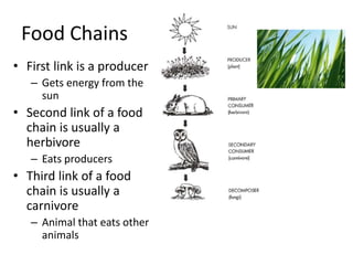 Relationships in ecology foodchains | PPTX