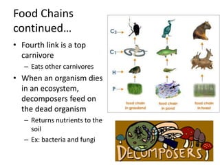 Relationships in ecology foodchains | PPTX