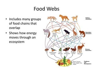 Relationships in ecology foodchains | PPTX