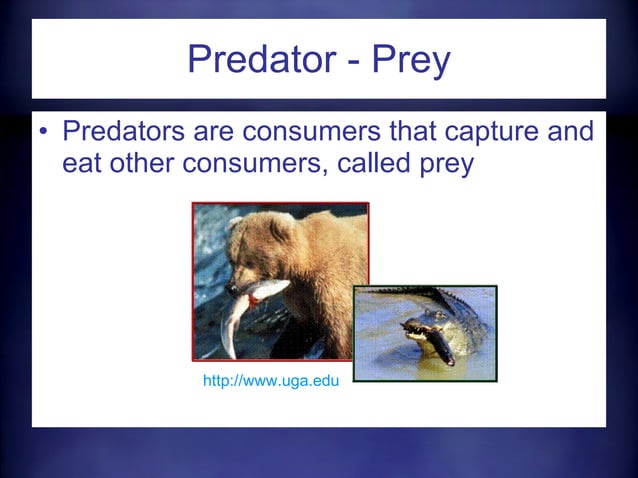 Relationships in ecosystems | PPT
