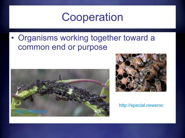 Relationships in ecosystems | PPT